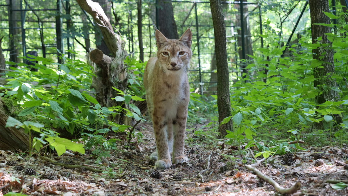 Tierarten - tierpark-kunsterspring.com